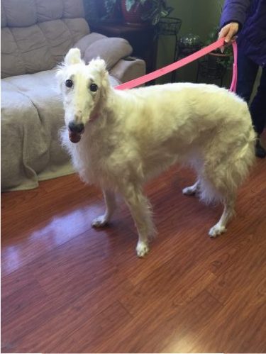 Vera the Borzoi Dealing With Severe Neck Pain | Advanced Animal ...