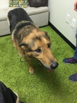 Gordon the Shepherd and his Pinched Nerve | Advanced Animal Chiropractic