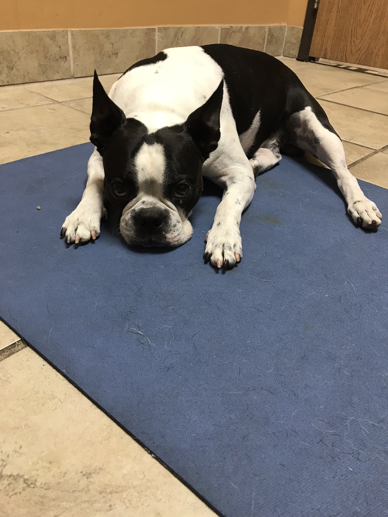 Tank the Boston Terrier with IVDD | Advanced Animal Chiropractic